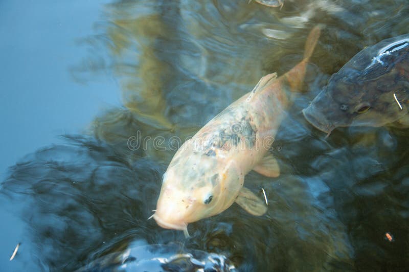 Big Fish Swimming in Water. Stock Image - Image of pond, outdoors ...