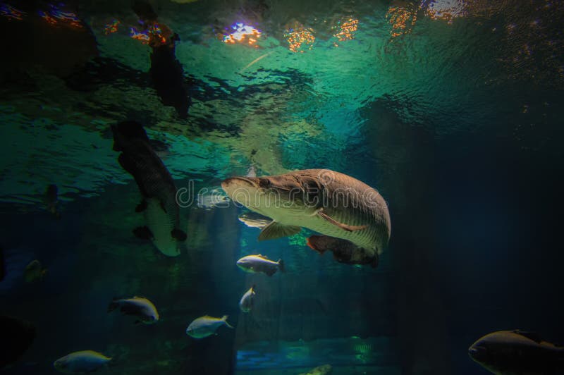 Big Fish Swims To the Surface of the Water in the Rays of the Sun ...