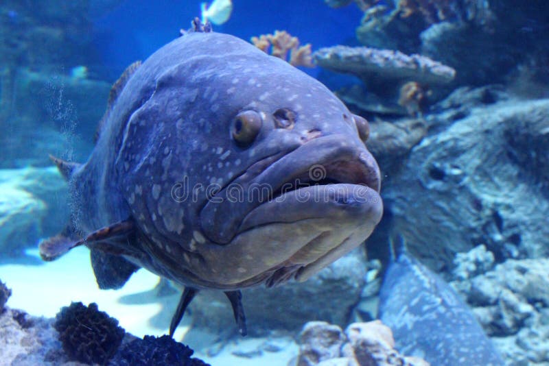 Big Fish Swims in the Underwater Sea for Diving in the Aquarium Stock ...