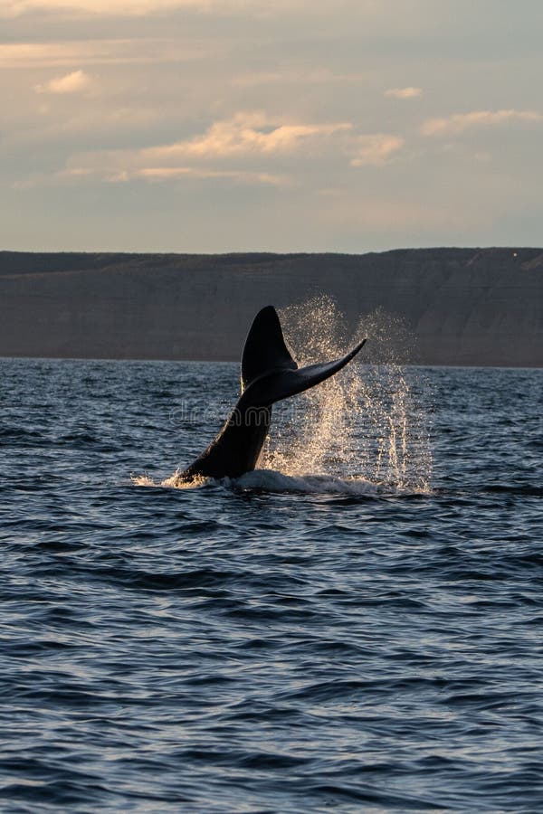 Big Fish Tail Splashing the Water Stock Image - Image of splash ...