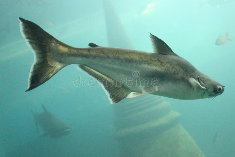Big fish is underwater. stock photo. Image of aquatic - 97757576