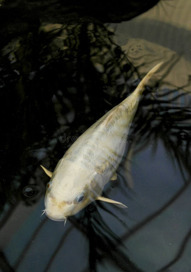 Big fish stock image. Image of water, shadow, white, fish - 44758449