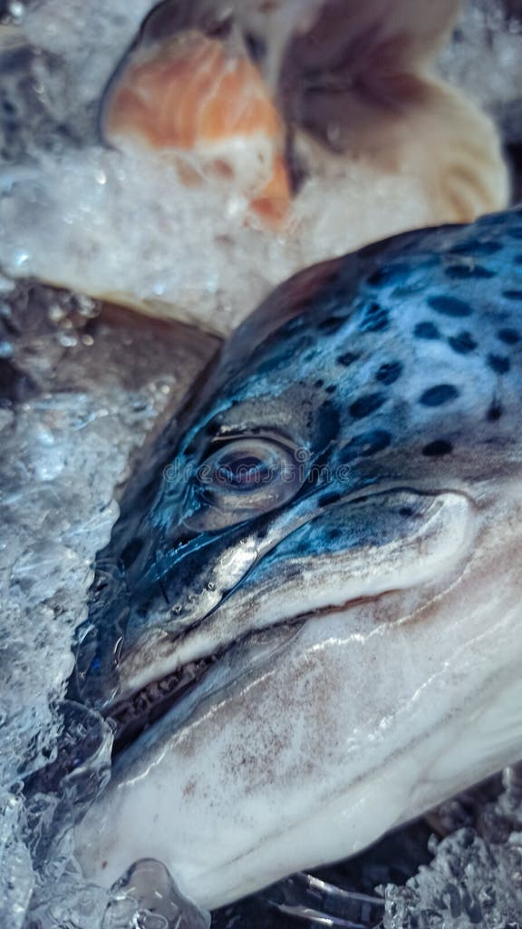 Big Fish for Your Healty Meal Stock Photo - Image of healt, fish: 203636732