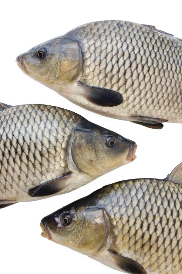 Big fishes stock image. Image of food, carp, meat, fresh - 1453299