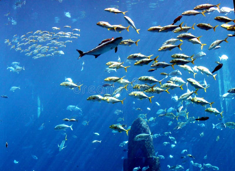 Big Fishes stock image. Image of fishes, sharks, water - 15068627