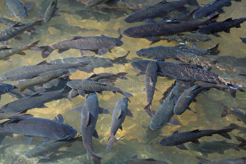 Big fishes swim in water stock photo. Image of live - 134186492