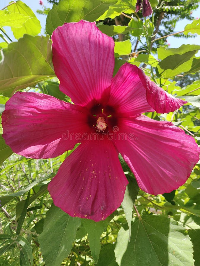 Big Fiusha Flower Stock Photos - Free & Royalty-Free Stock Photos from ...