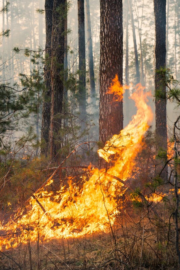 Big flame on forest fire stock photo. Image of danger - 52437102