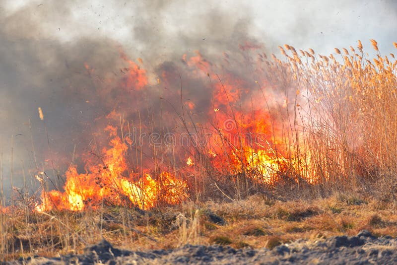 Big fire in the field stock photo. Image of grass, destroy - 149319870