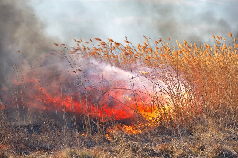 Big Flames on Field during Fire. Accidental Disaster Stock Photo ...
