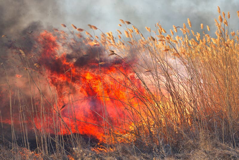 Big Flames on Field during Fire. Accidental Disaster Stock Image ...