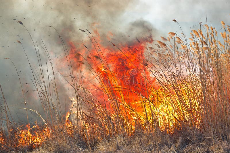 Big Flames on Field during Fire. Accidental Disaster Stock Image ...