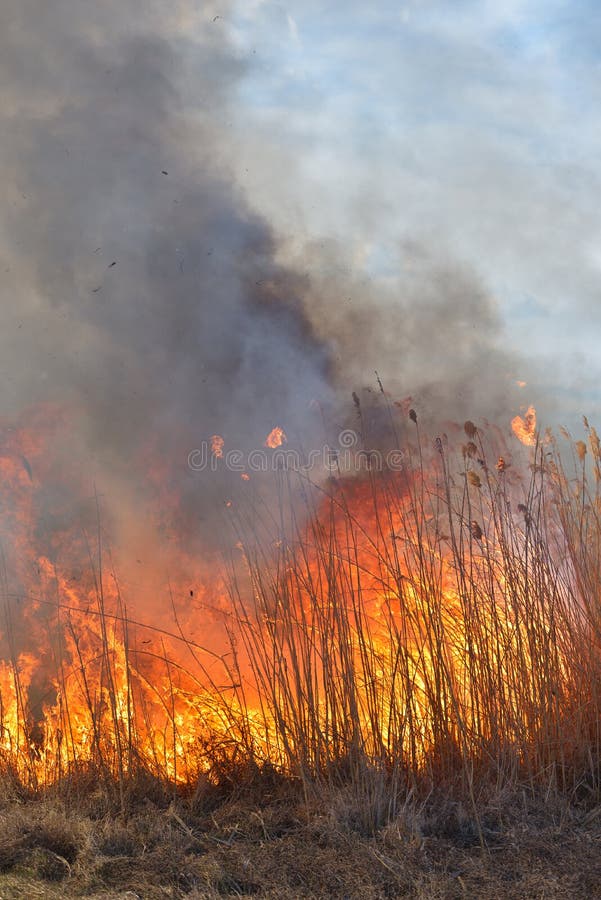 Big Flames on Field during Fire. Accidental Disaster Stock Image ...