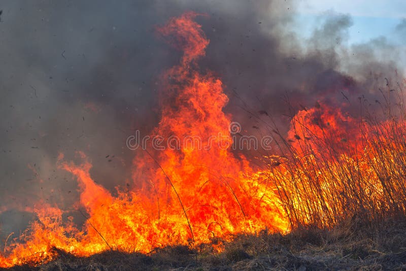 Big Flames on Field during Fire. Accidental Disaster Stock Photo ...