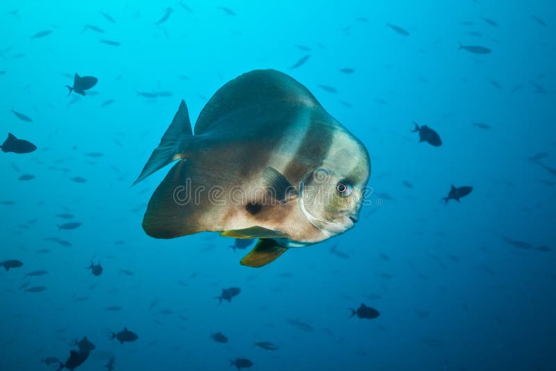 Big Flat Fish Floating in Deep Blue Ocean Stock Photo - Image of animal ...