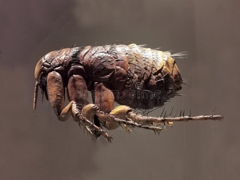 Big flea parasite stock image. Image of veterinary, macro - 281536521