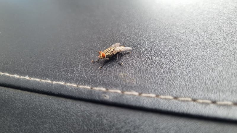 Big Flies Seen from the Side Stock Image - Image of pest, yellow: 264939509