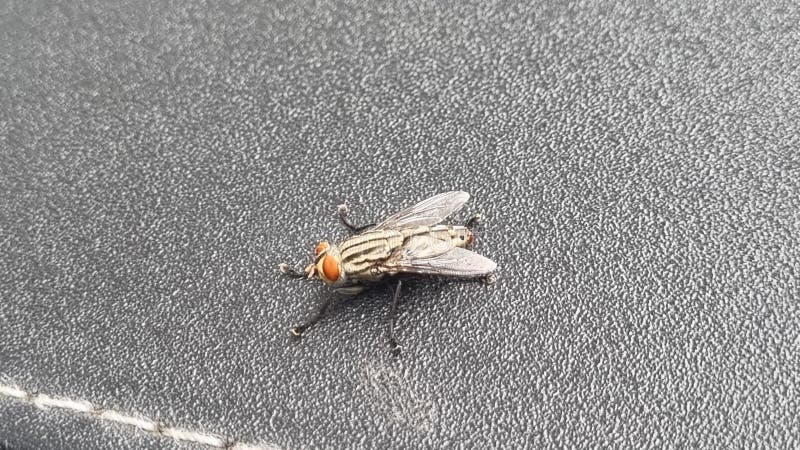 Big Flies Seen from the Upper Stock Photo - Image of wing, sand: 264939532