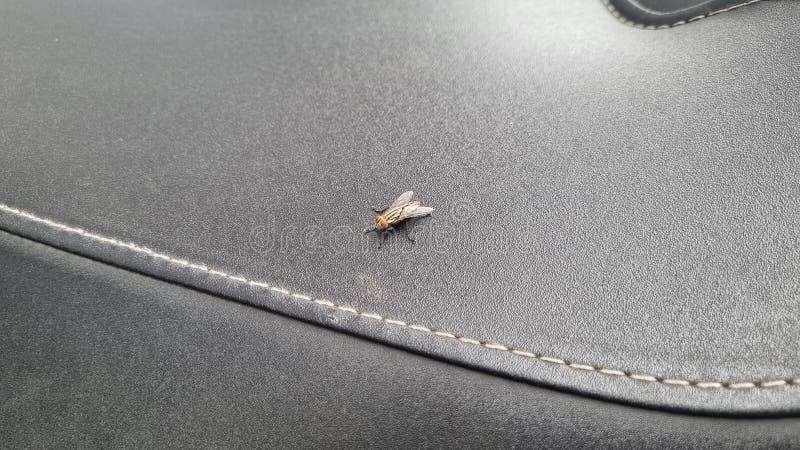 Big Flies Seen from the Zoom Out Stock Image - Image of wing, side ...