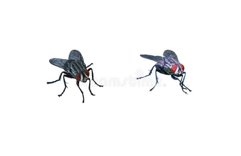 Tiny Flies Stock Illustrations – 193 Tiny Flies Stock Illustrations ...