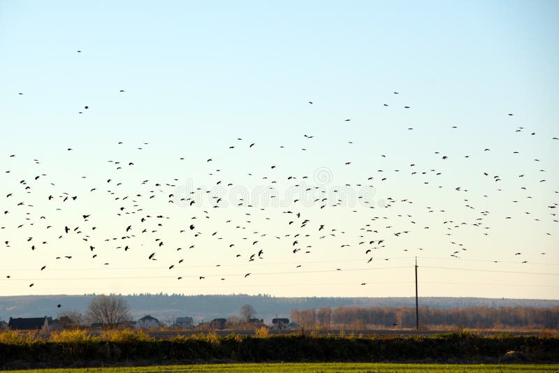 Big Flock of Crow Birds Flying Against Clear Sky Stock Image - Image of ...