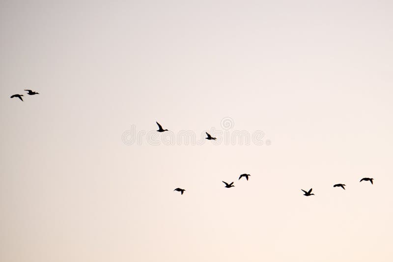 Big Flock of Crow Birds Flying Against Clear Sky Stock Photo - Image of ...