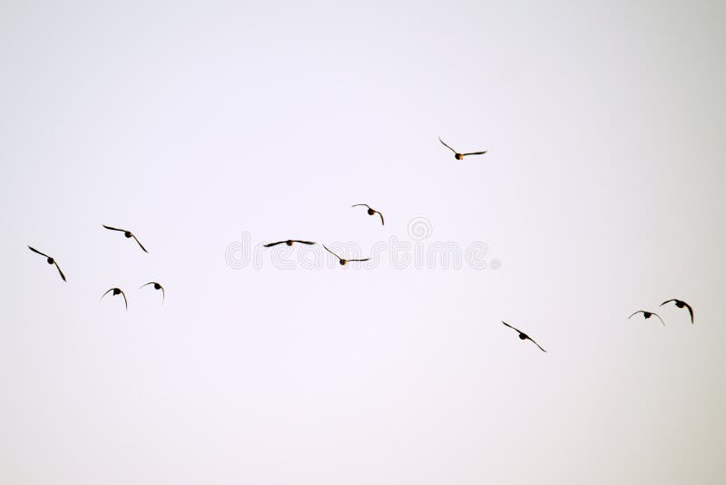 Big Flock of Crow Birds Flying Against Clear Sky Stock Image - Image of ...