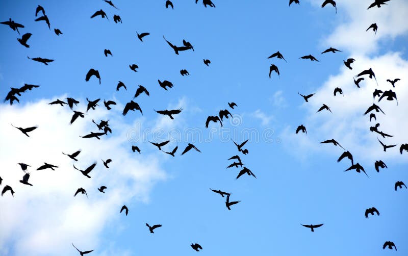 Big Flock of a Lot of Black Birds Flying among the Clouds in the Sky ...