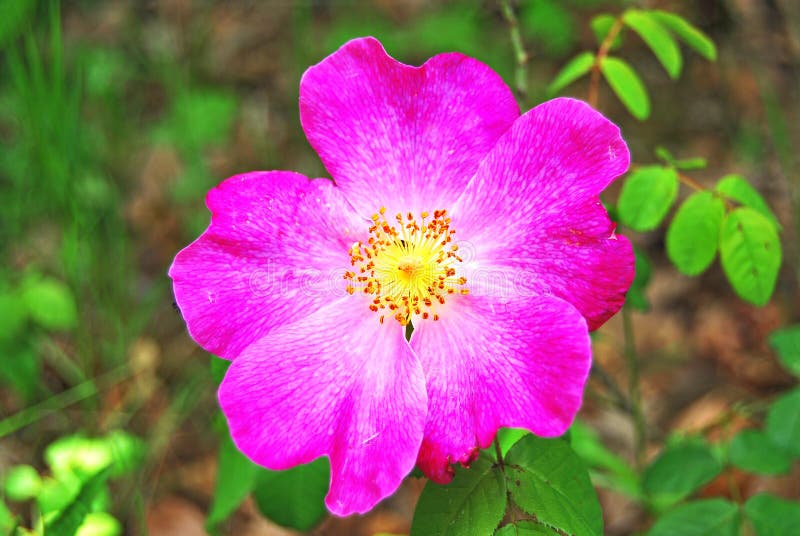 A big flower stock photo. Image of colorful, nice, flower - 63232644