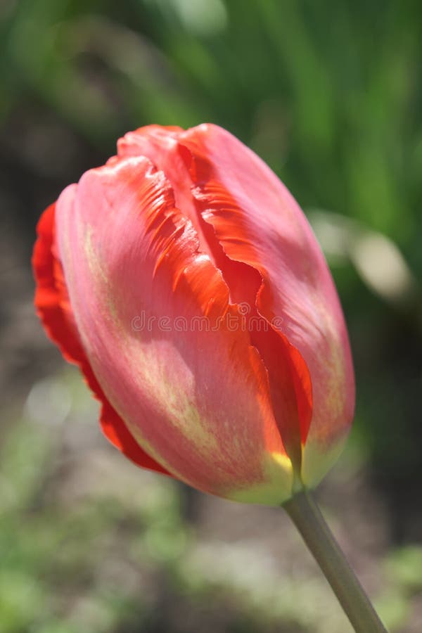 Big Flower Bed with Tulips Close Up. Spring Flowers Stock Photo - Image ...