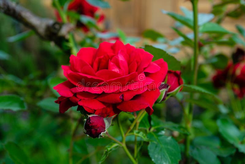 Red rose side view stock image. Image of macro, gift - 122885629