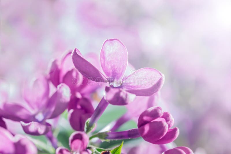 Big flower of lilac stock image. Image of blossom, purple - 67313295