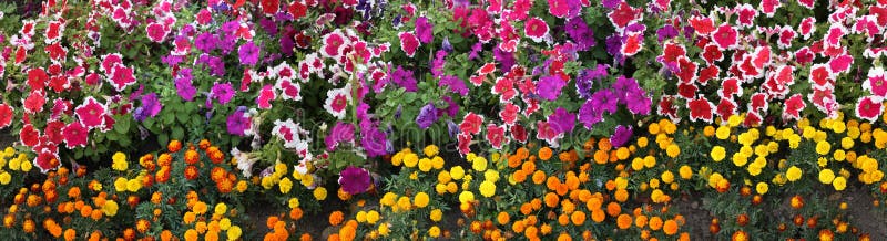 Big flower panorama stock photo. Image of garden, multi - 75027722