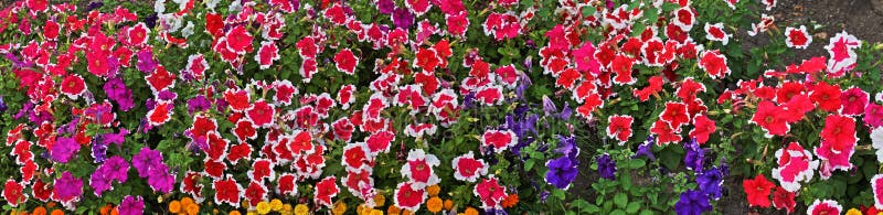 Big flower panorama stock photo. Image of panorama, garden - 75027822