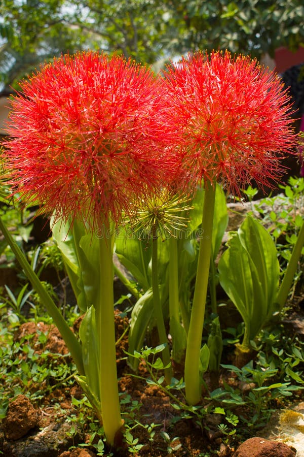 Big flower and plant stock photo. Image of shrub, nature - 180770986