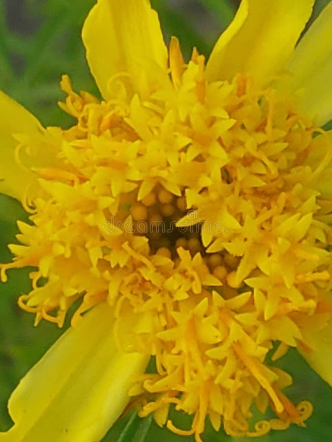 Flower Bed with Very Beautiful Flowers in an Urban Environment ...