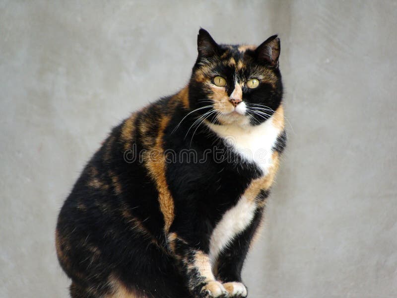 Big Fluffy Black and Red Cat of Siberian Breed. Stock Image - Image of ...