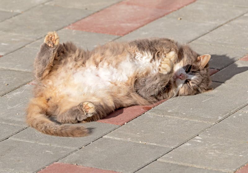 A Big Fluffy Cat is Lying on Its Back Stock Image - Image of beauty ...