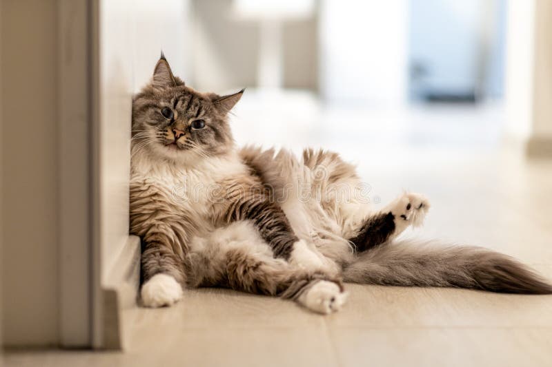 The big fluffy cat. stock photo. Image of posing, rest - 219936082