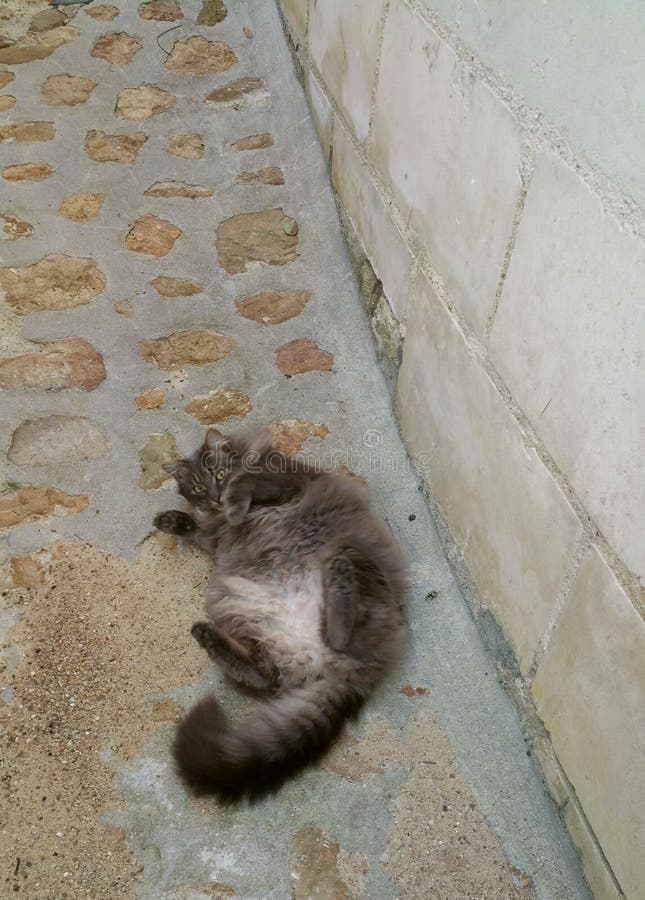 Big Fluffy Grey Cat Persian Type Rolling on His Back Stock Image ...