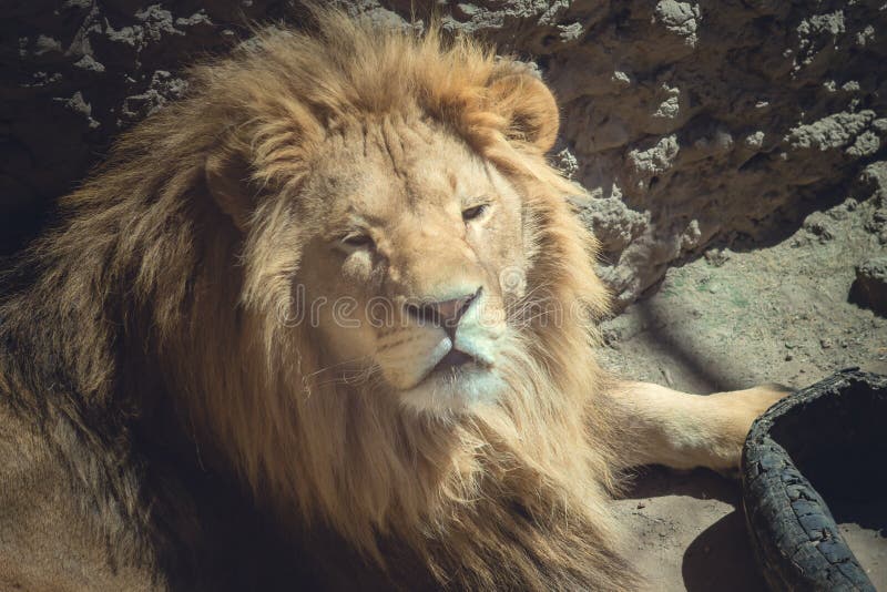Big fluffy lion lying down stock photo. Image of nand - 55215294