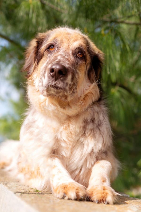 Big Fluffy Mixed Breed Dog Lying Down Stock Photo - Image of tongue ...