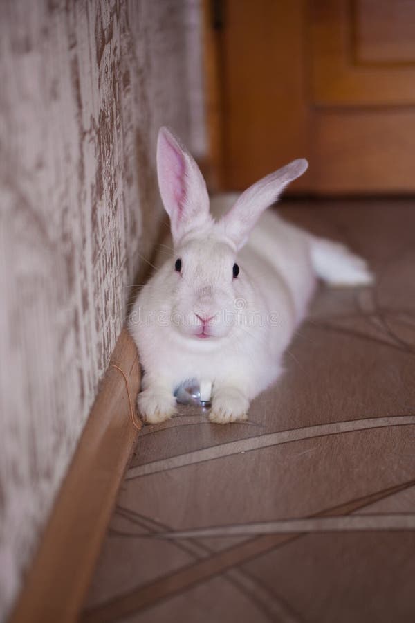 The Big and Fluffy Rabbit Lies Stock Photo - Image of light, bunny ...