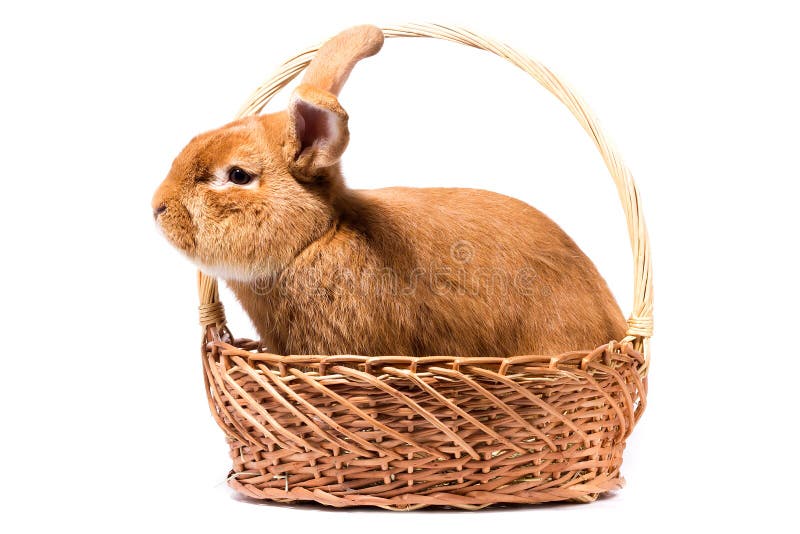 Big Fluffy Red Rabbit in a Basket, Isolate Stock Image - Image of ...