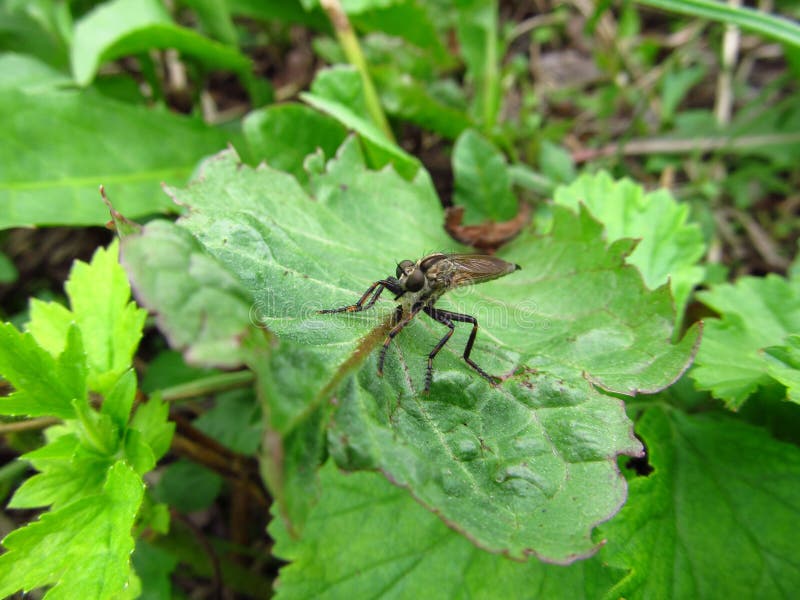 Big fly stock photo. Image of wings, insect, green, insects - 20047446