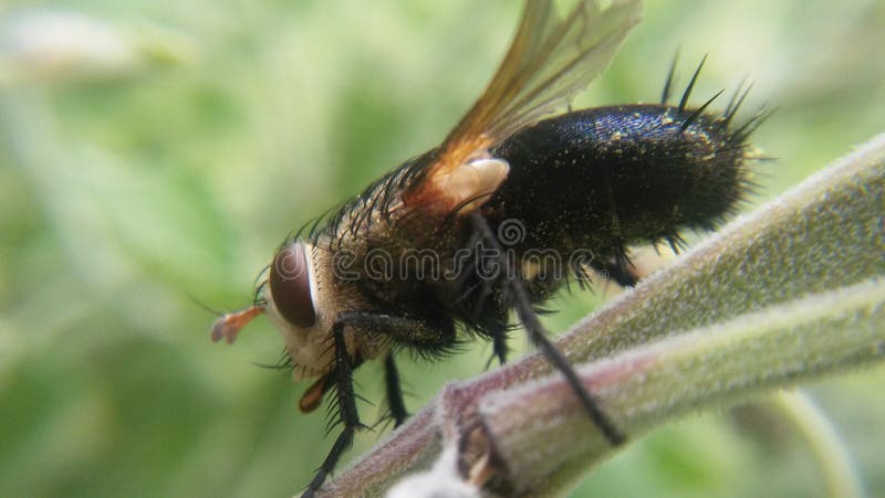 A big fly with antennas stock photo. Image of pollinator - 185022896