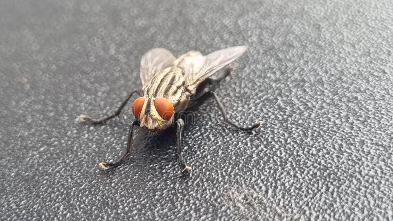 A big fly on the blur mode stock image. Image of wasp - 264939455