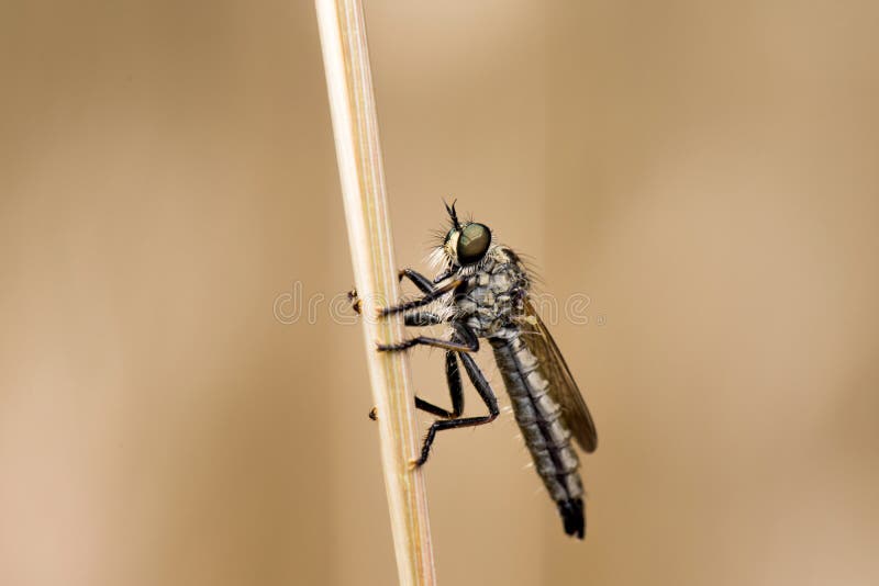 Big Fly stock image. Image of nature, animal, insect - 95064557