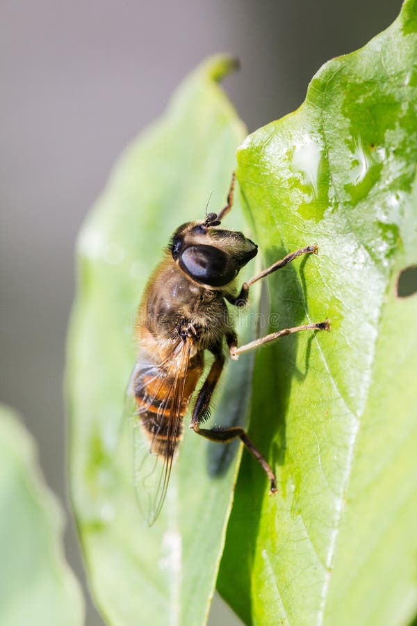 Big fly close up stock image. Image of animals, closeup - 86638101