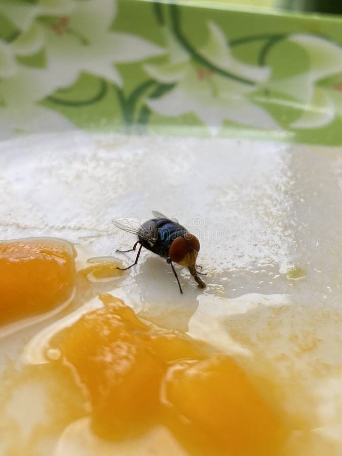 707 Mango Fly Stock Photos - Free & Royalty-Free Stock Photos from ...